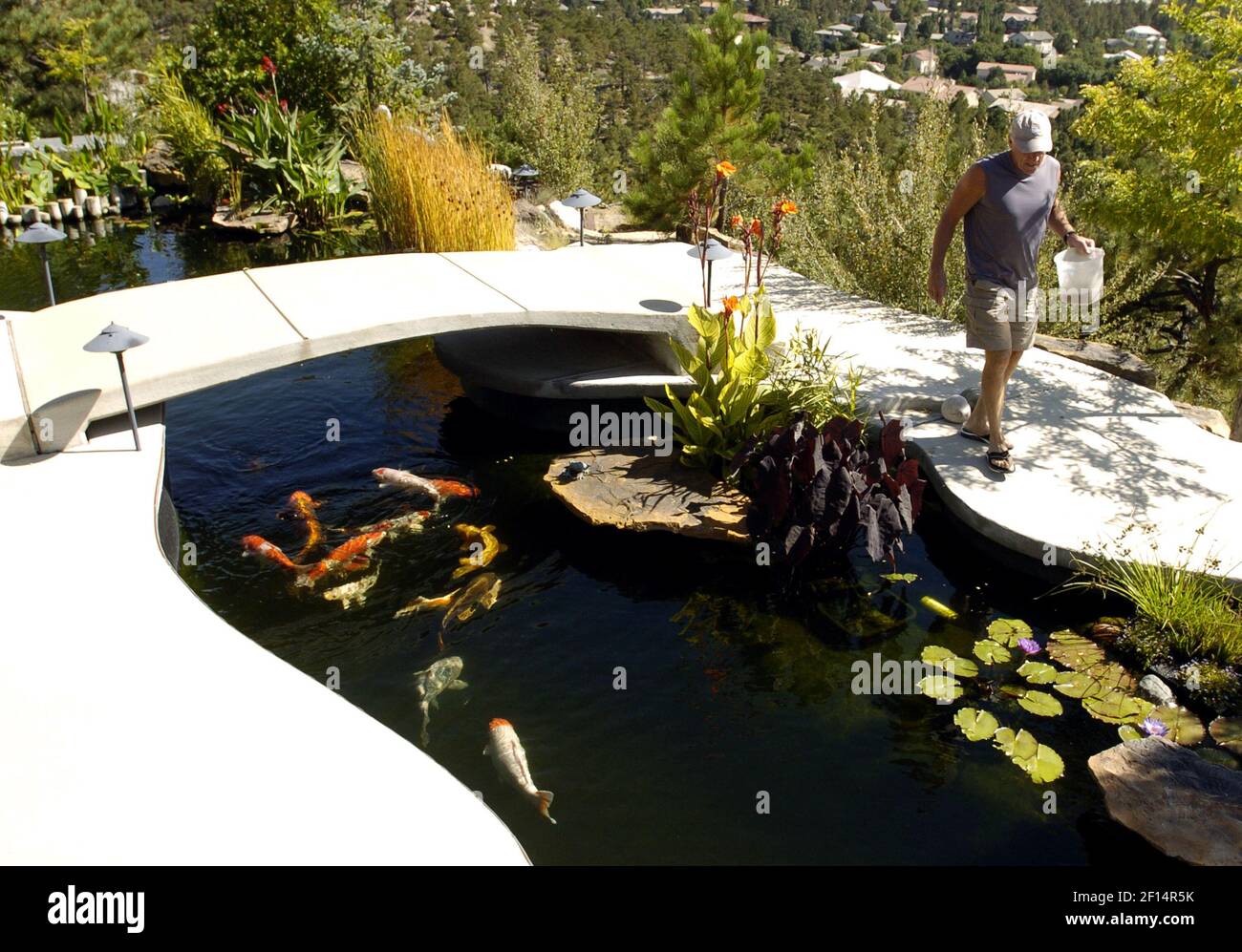 Ray Armstrong says raccoons don't bother his koi because he has an ...