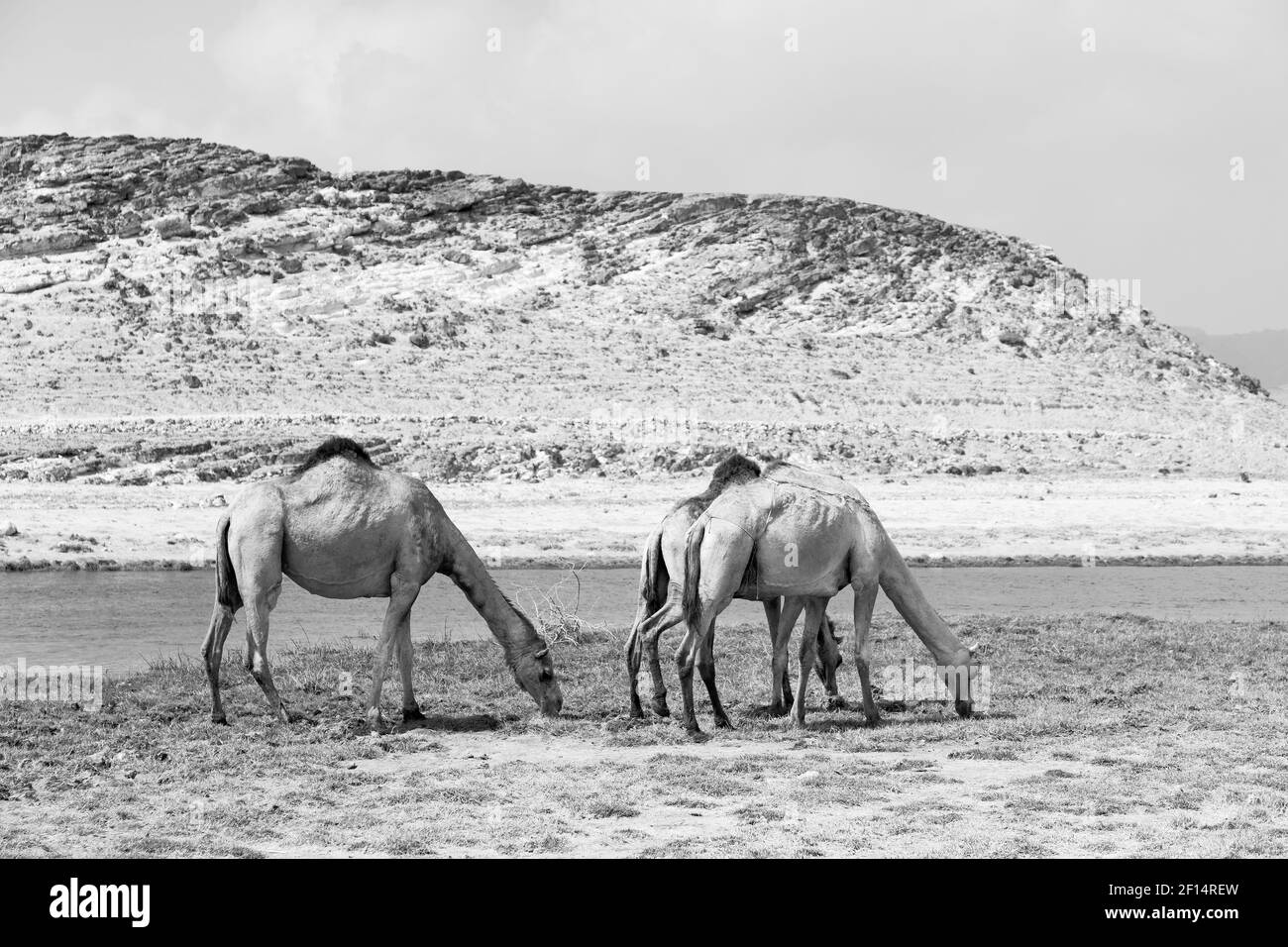 In oman camel empty quarter of desert a free dromedary near the sea ...