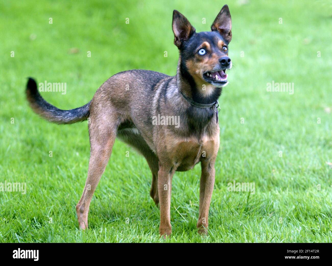 "Daisy" owned by Kristen Maddox, is one of the dogs to be tested by MMI ...