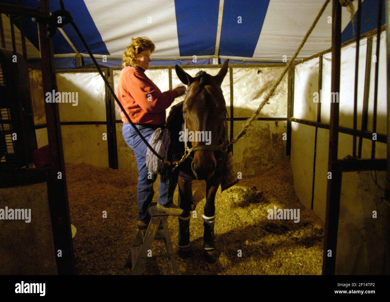 Barb Gillis, of Chicago, braids the mane of Kiev, in preparation for ...