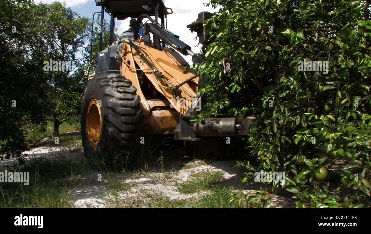 A clipper cuts down an orange tree infected with citrus greening in a ...