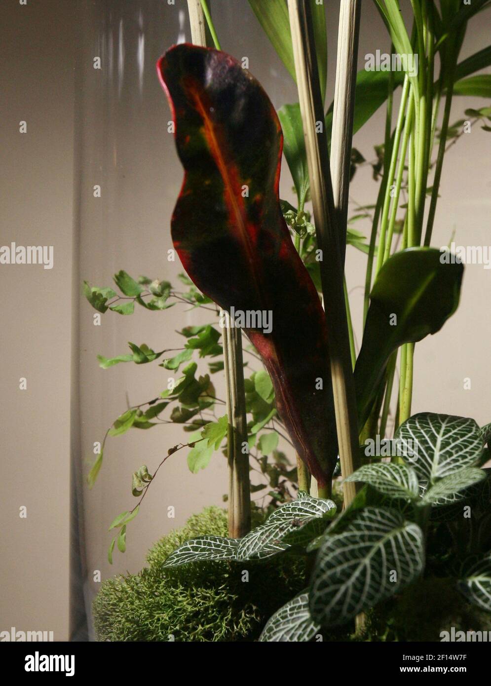 Palm, background, fetonia, bottom right, croton, red leaf in center and ...