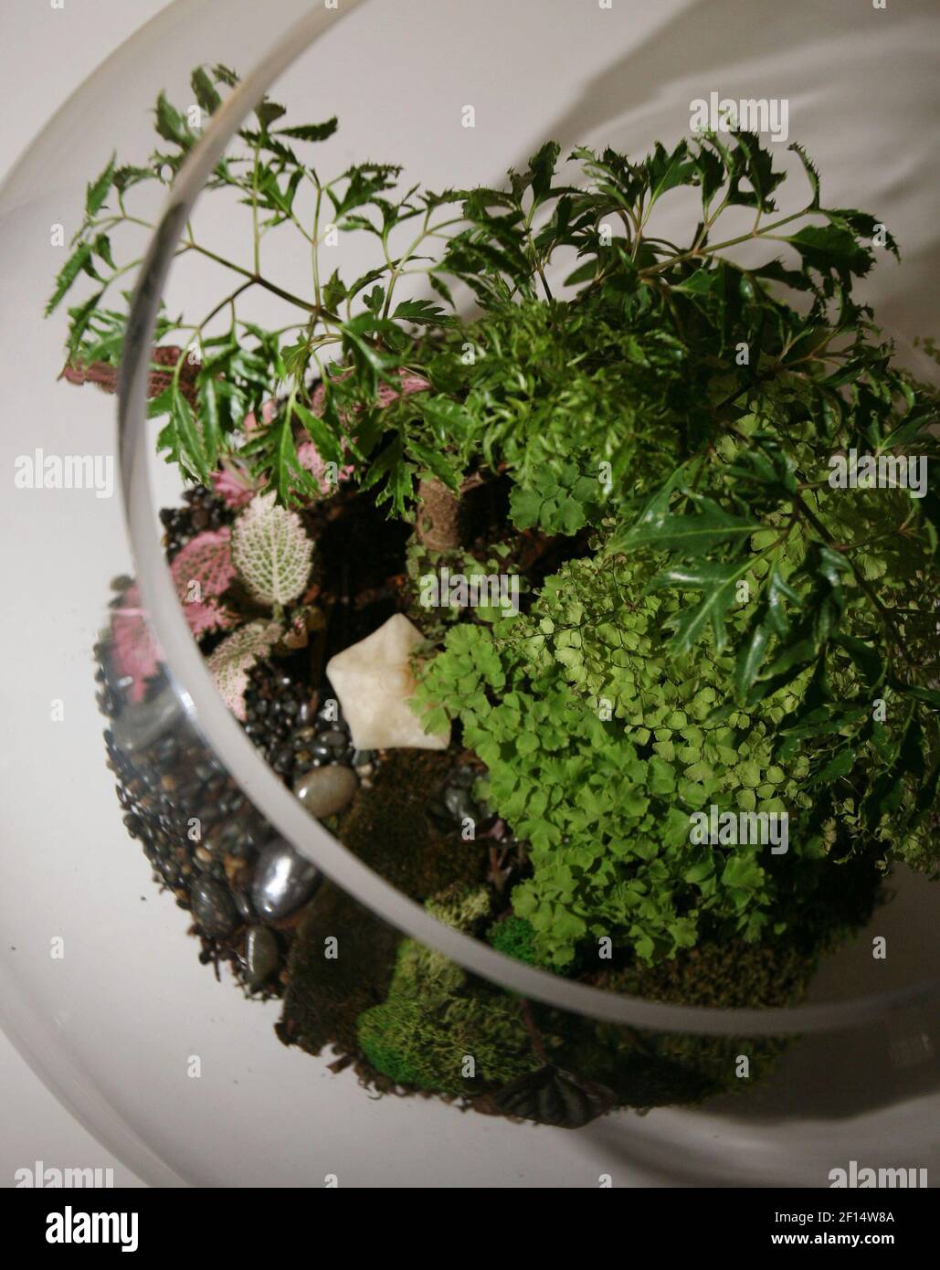 Ming aralia, top, maidenhair fern, center, fetonia and peperomia ...