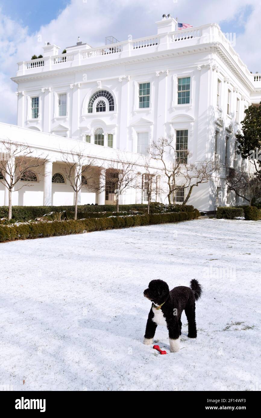 Bo dog obama hi-res stock photography and images - Alamy