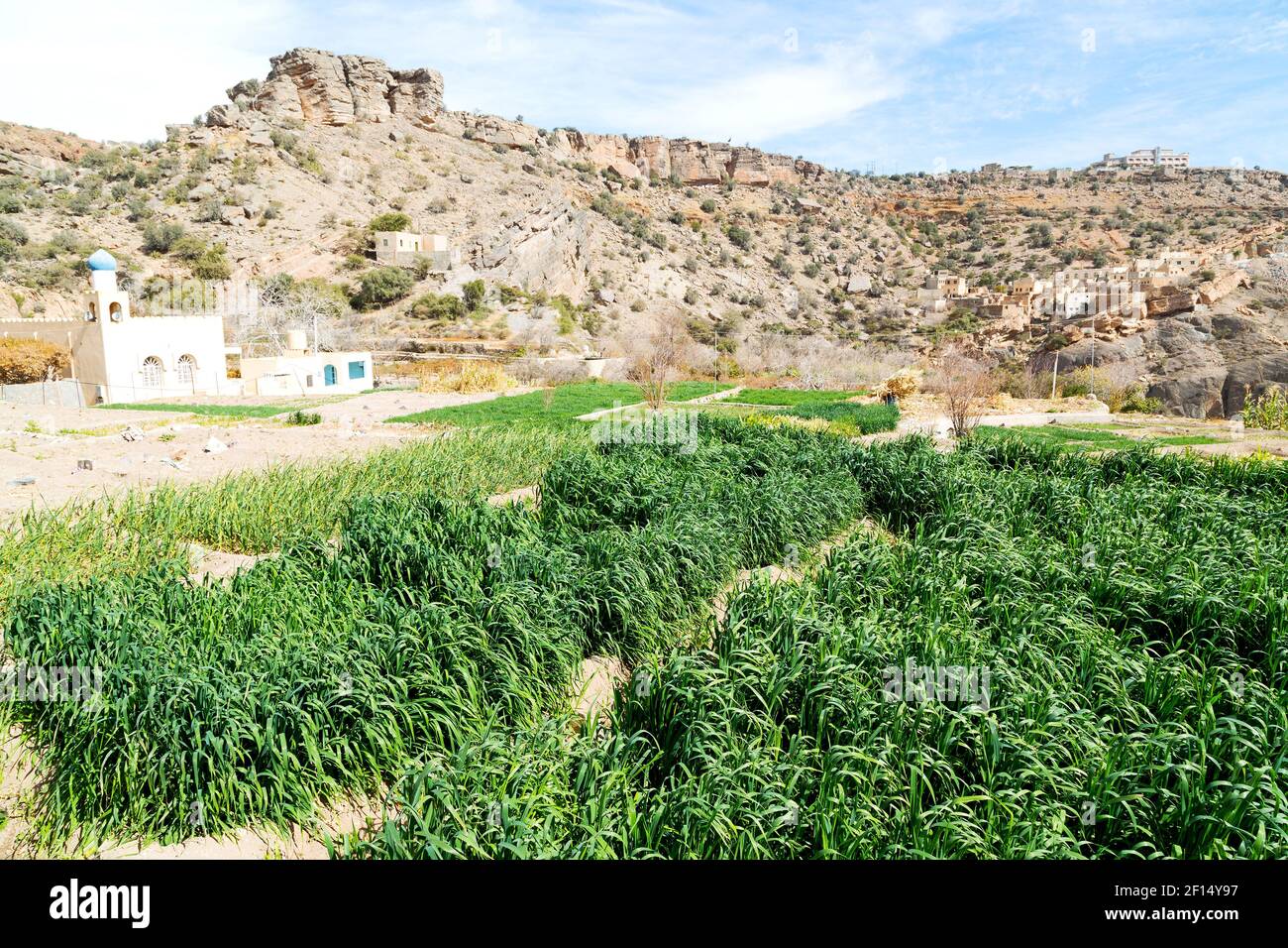 In oman the cultivation of rice plant nature and color hill Stock Photo ...