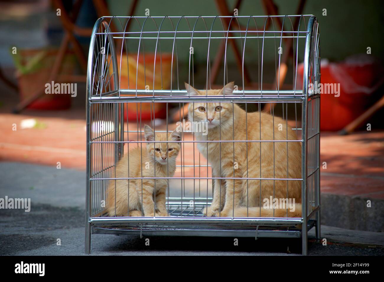 Cats in a cage hi-res stock photography and images - Alamy