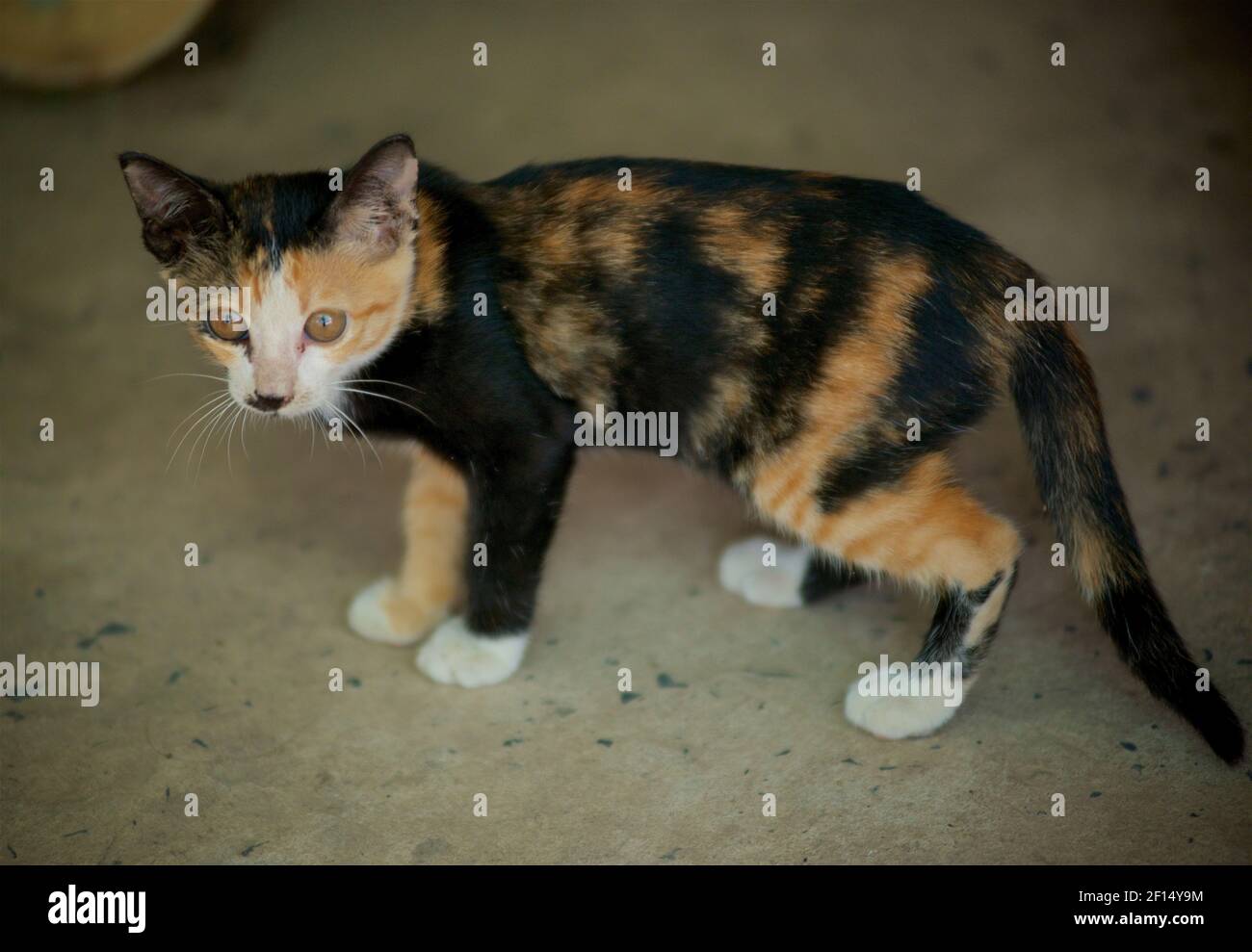 Calico cat, Tân Phong Island, Mekong Delta, Vietnam Stock Photo - Alamy