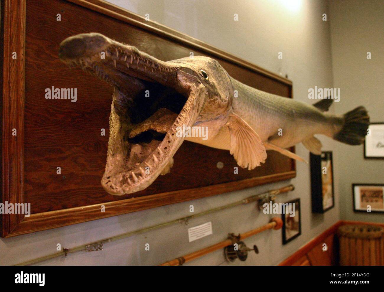 A 7-foot-3-inch long alligator gar is among the attractions at the ...
