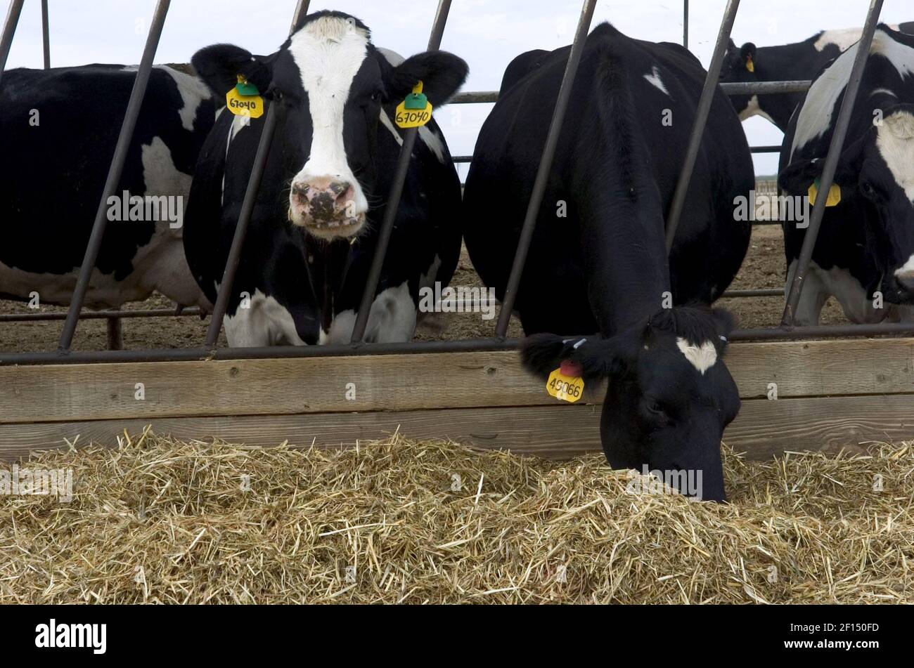 Joseph Gallo Farms sends the manure from their dairy cows through a ...