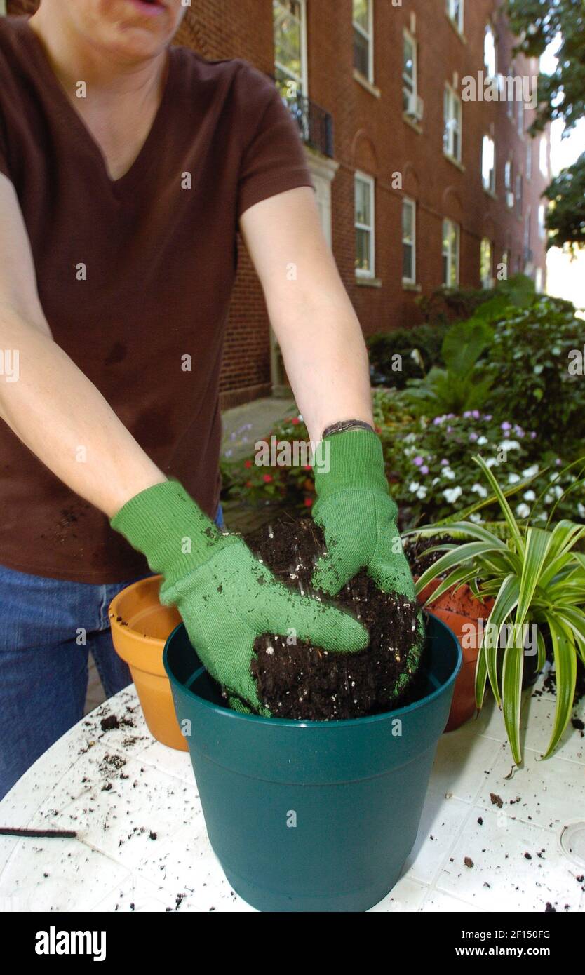 When repotting a plant, fill the new container partially with fresh ...