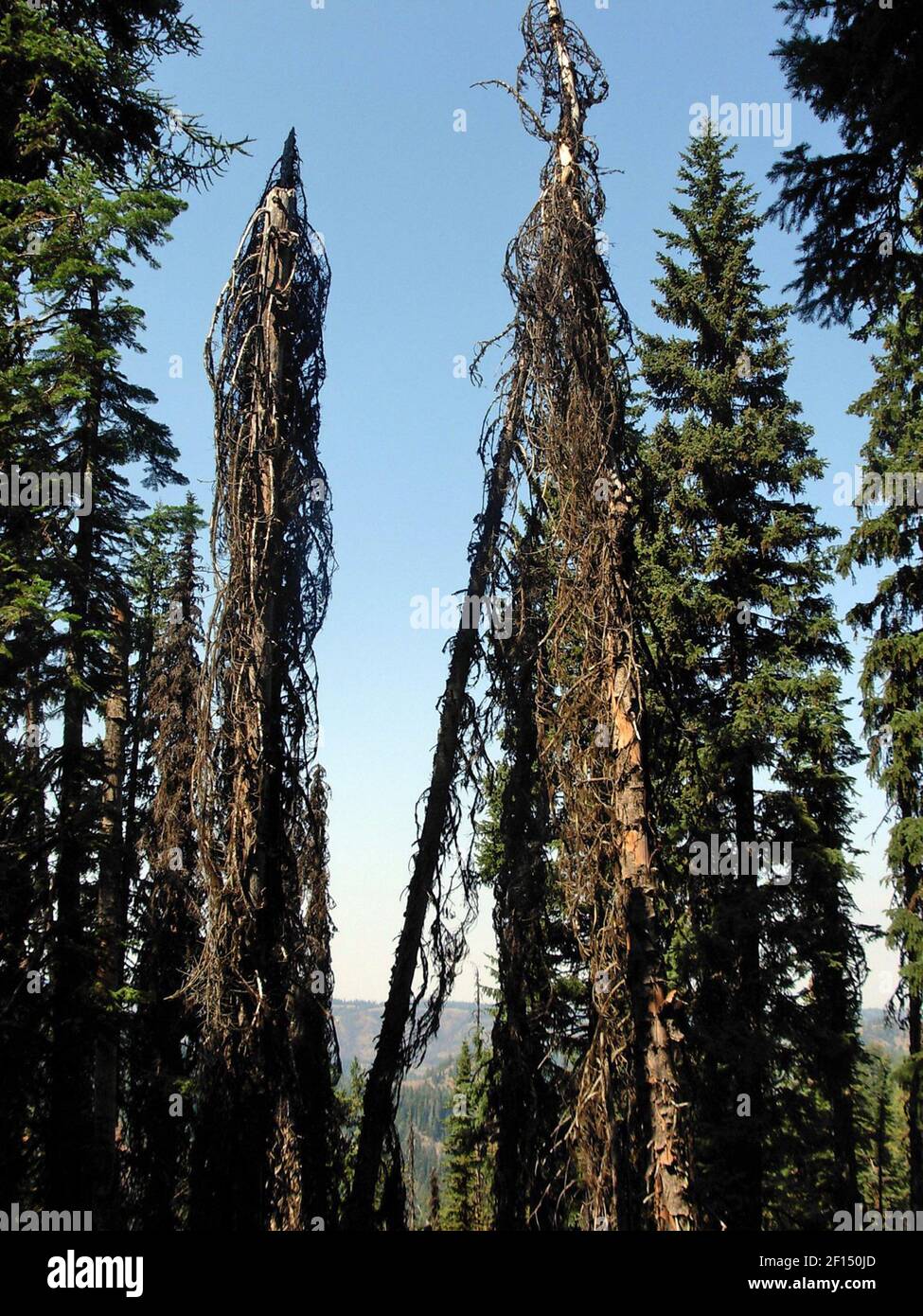 Trees on the Mt. Misery Trail. There were more than 350 small forest ...