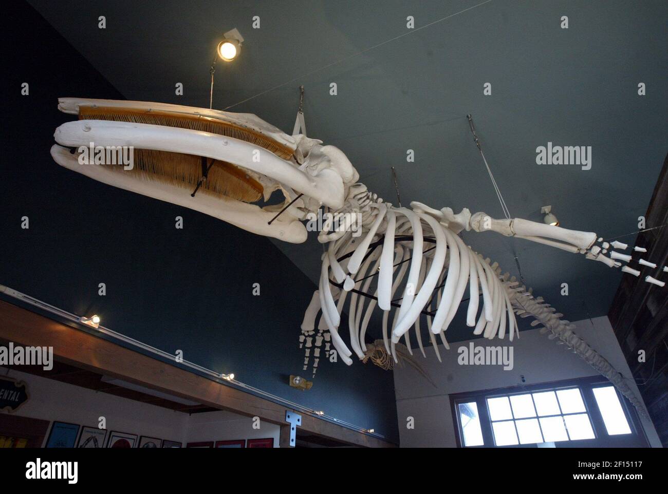 The preserved bones of Rosie, a 33-foot gray whale that washed ashore ...