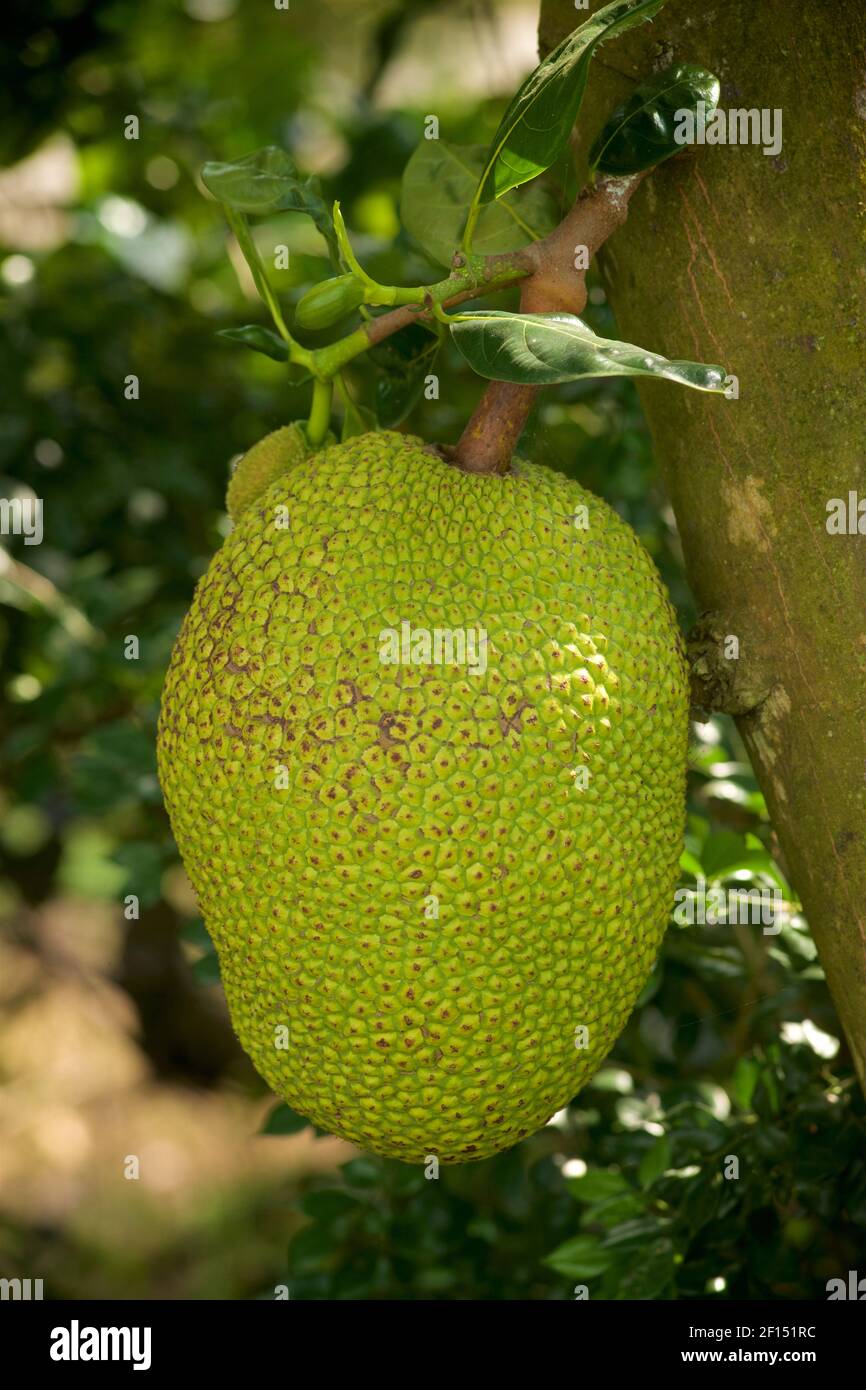 Jackfruit growing on a tree, Tân Phong Island, Mekong Delta, Vietnam ...