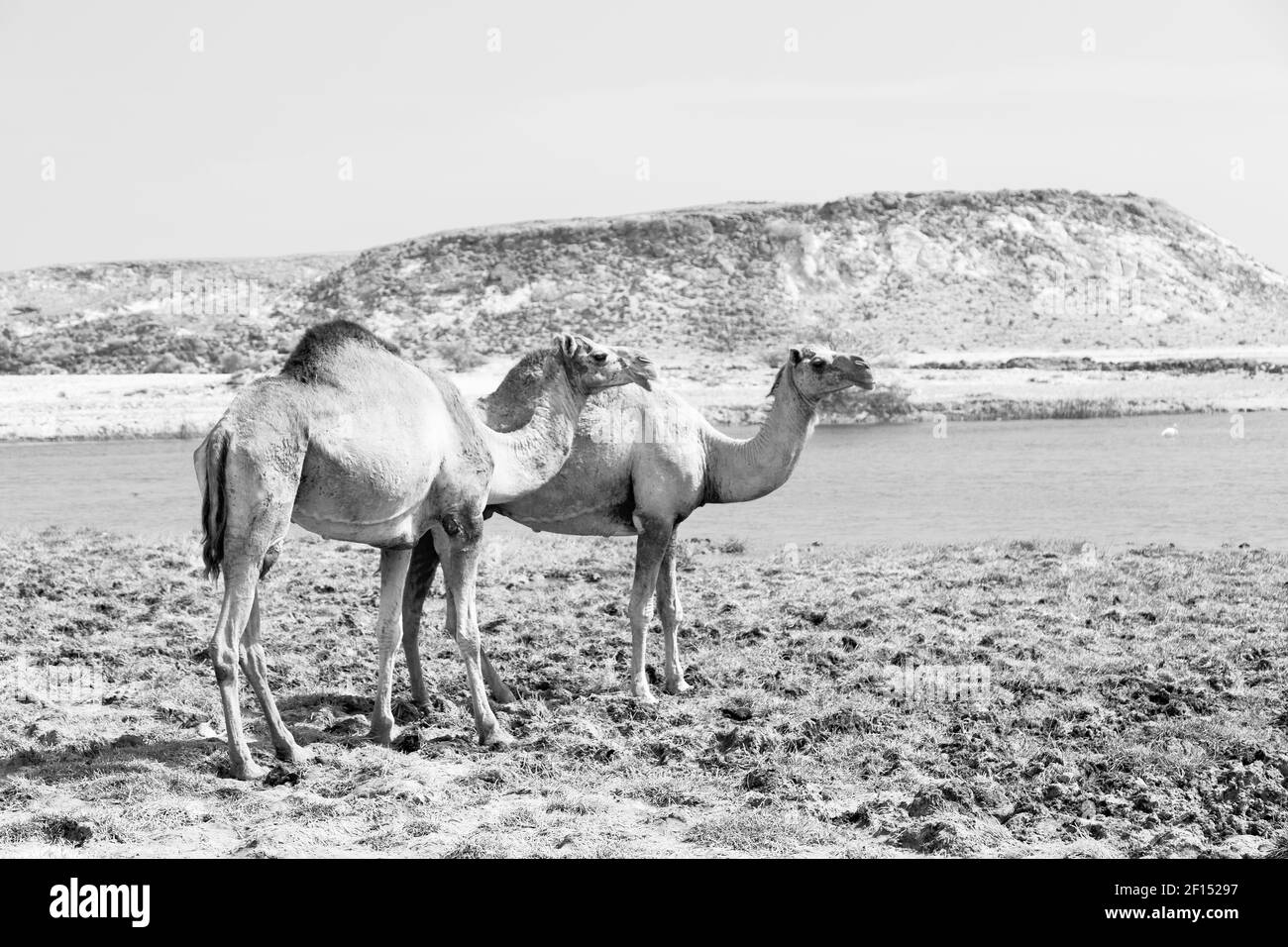 Oman camel beach hi-res stock photography and images - Alamy