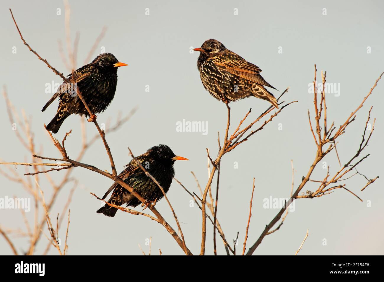 European starlings invasive species hi-res stock photography and images ...