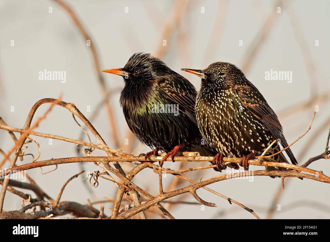 Starling invasive species hi-res stock photography and images - Alamy