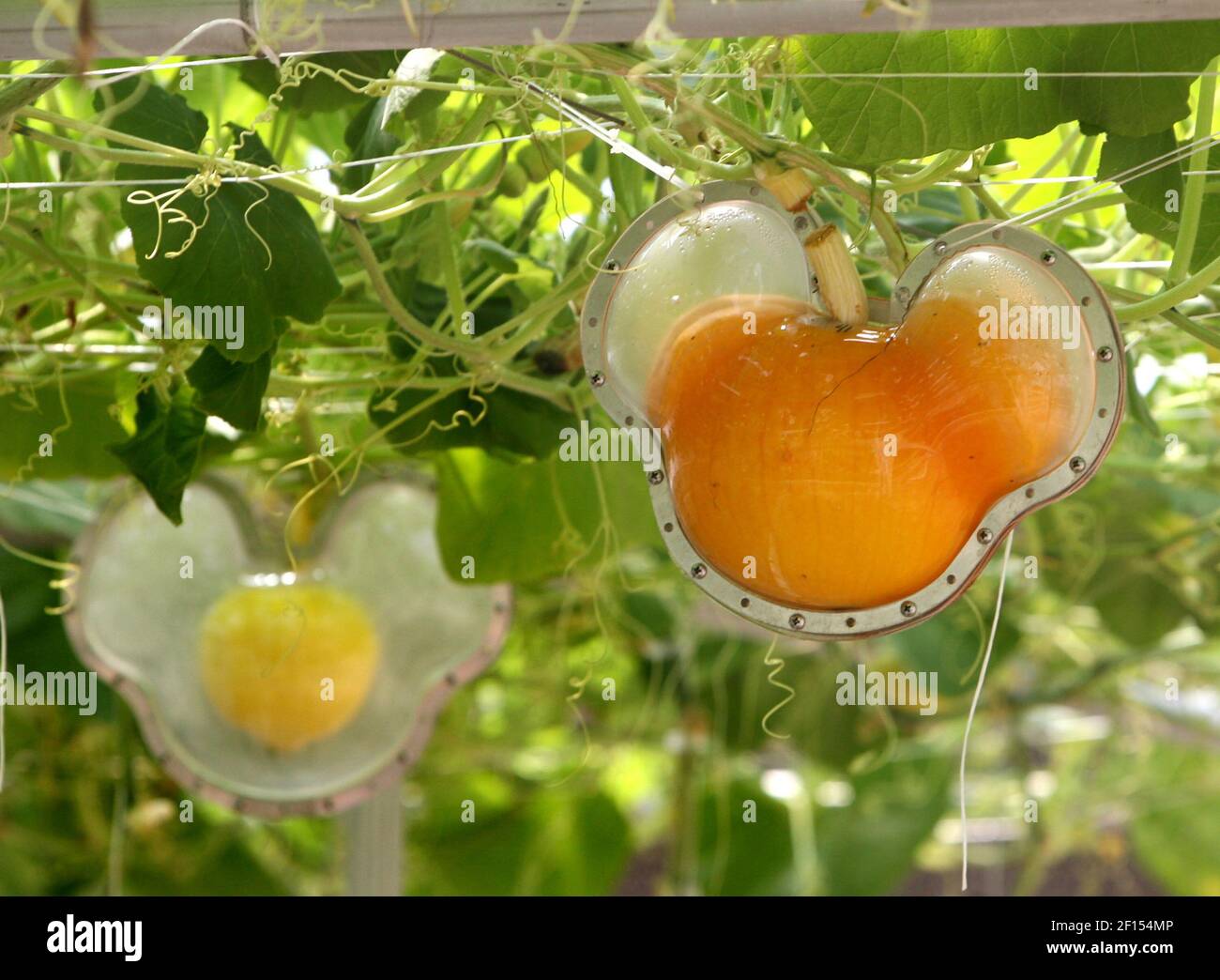 Mickey Mouse-shaped hydroponic-grown pumpkins are displayed at the ...
