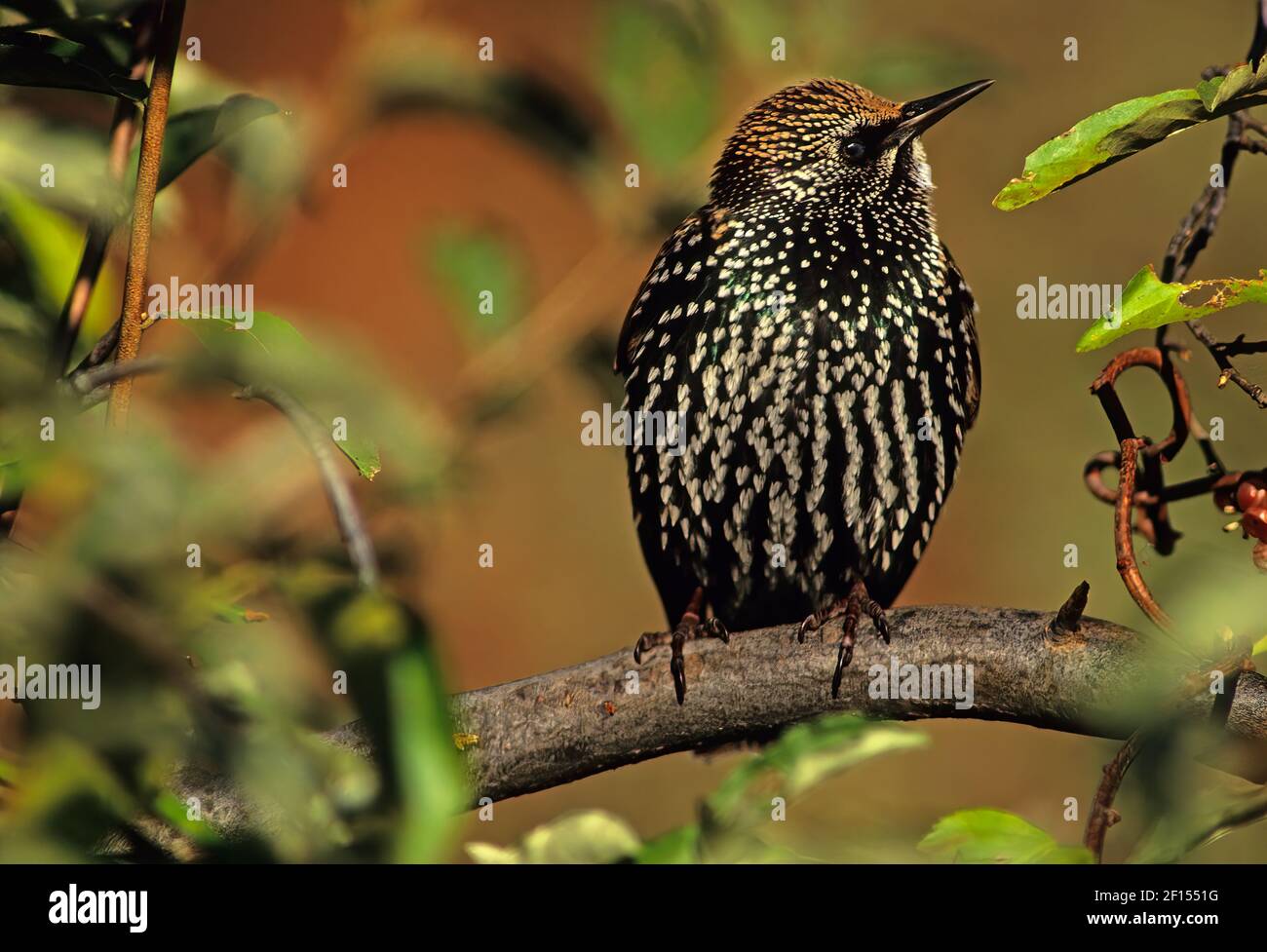 European starling portrait Stock Photo - Alamy