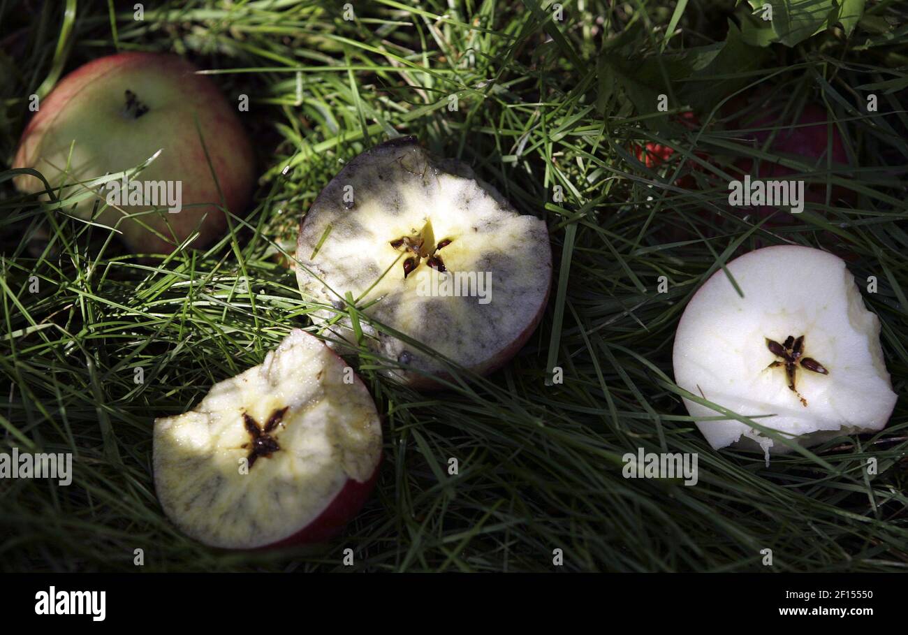 Apples in the University of Minnesota fruit breeding program are ...