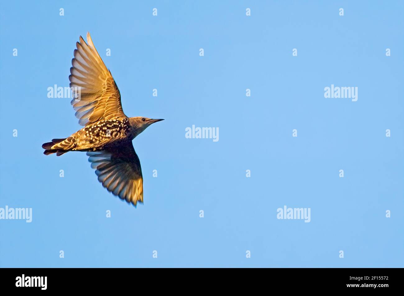 Common starling flying hi-res stock photography and images - Alamy