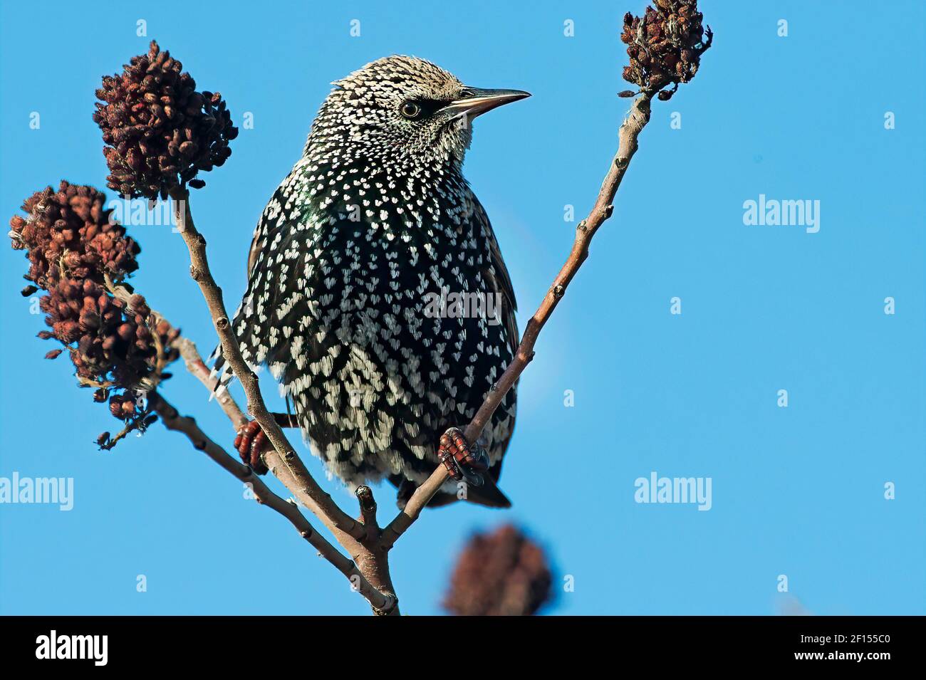 European starling portrait Stock Photo - Alamy