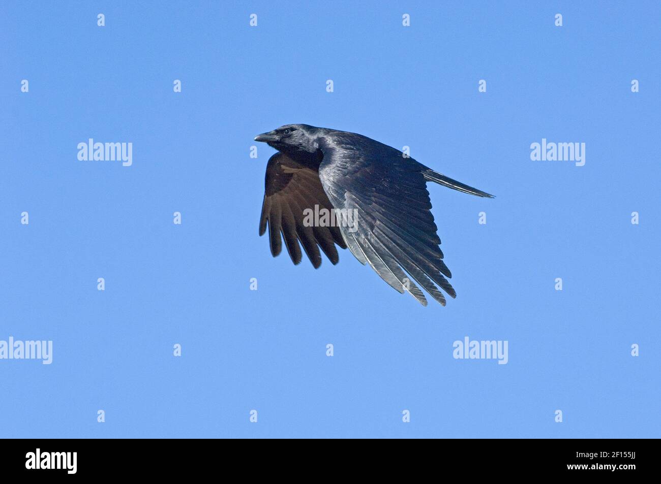 Crow birds hi-res stock photography and images - Alamy