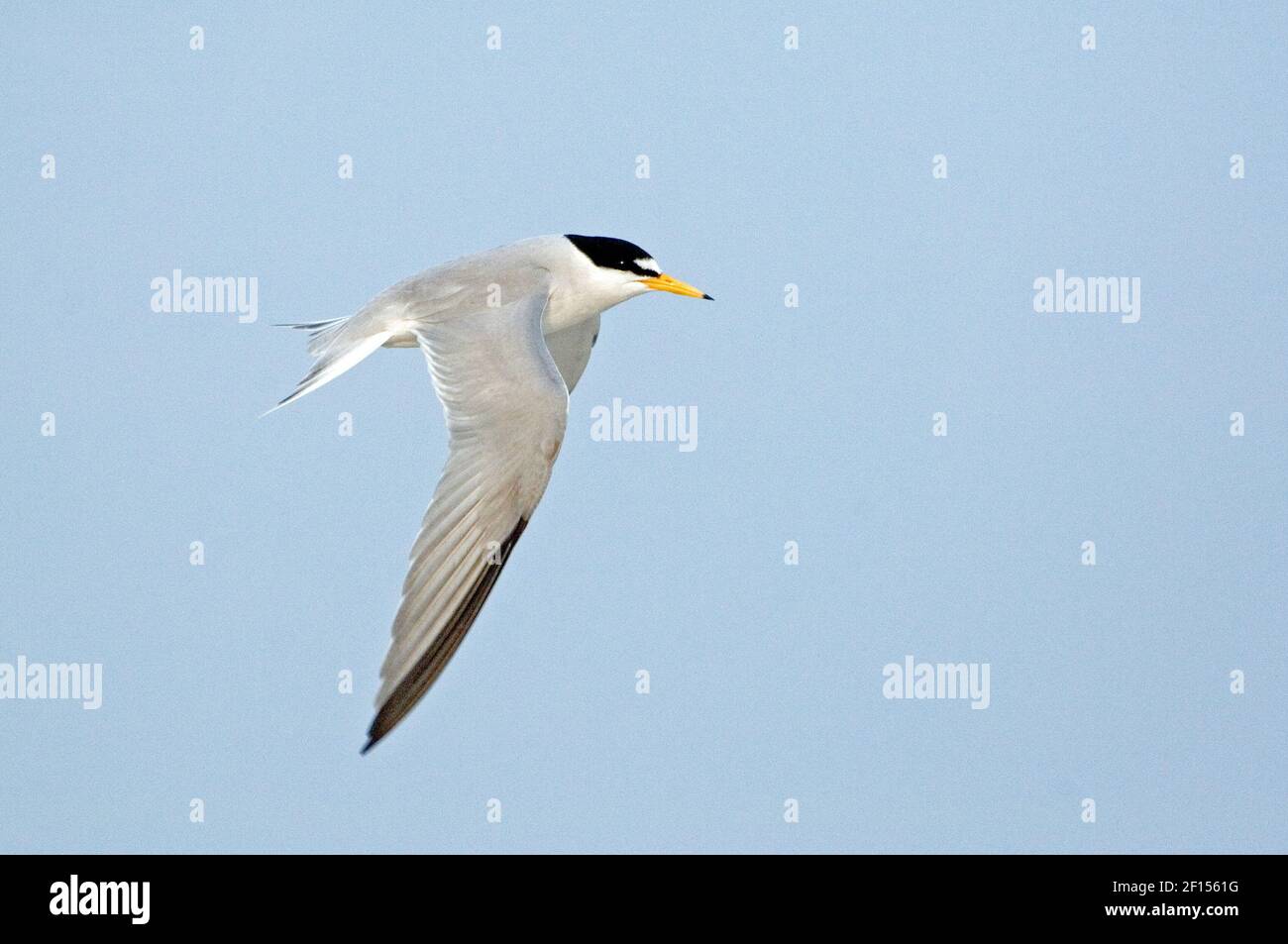 Least tern in flight Stock Photo - Alamy