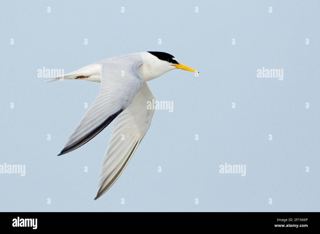 Least tern in flight Stock Photo - Alamy