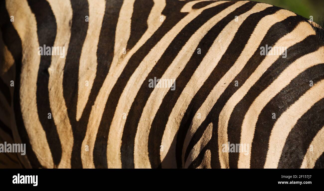 Wild zebra skin abstract background Stock Photo - Alamy