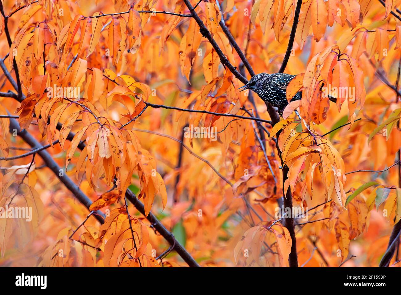 European starling in autumn foliage Stock Photo - Alamy