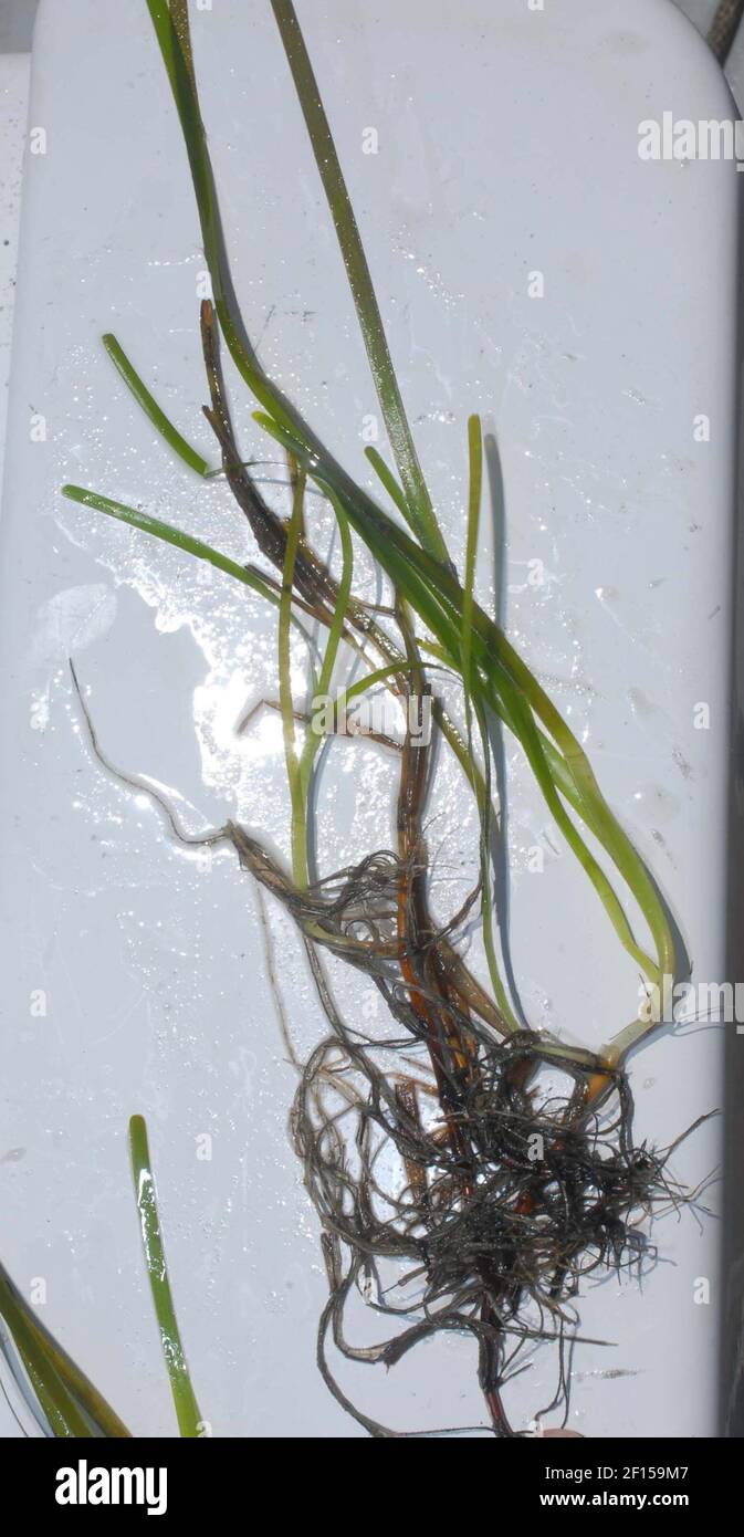 A sample of health eel grass with strong root structure. Samples such ...