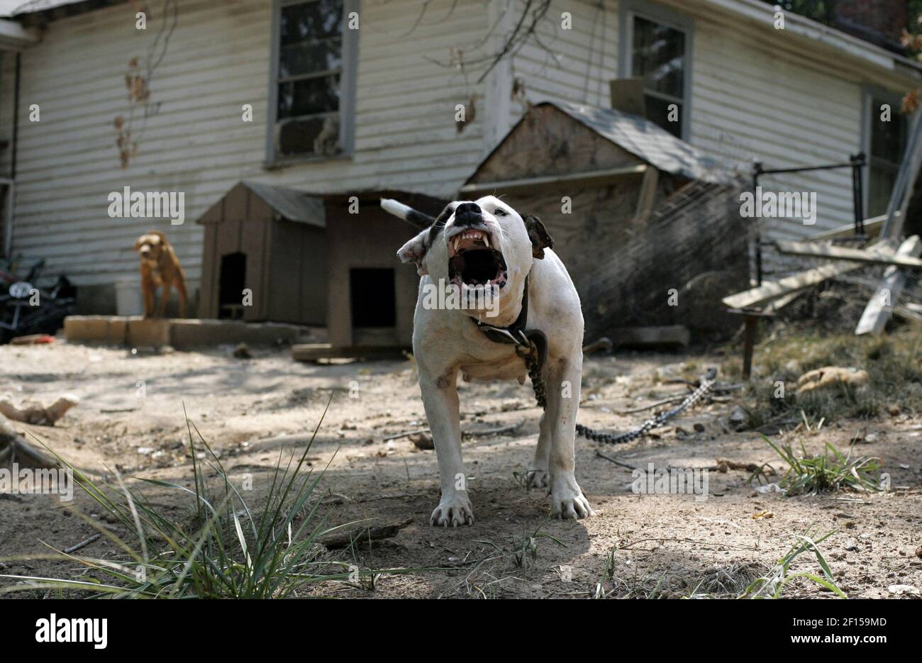 Dog baring teeth High Resolution Stock Photography and Images - Alamy