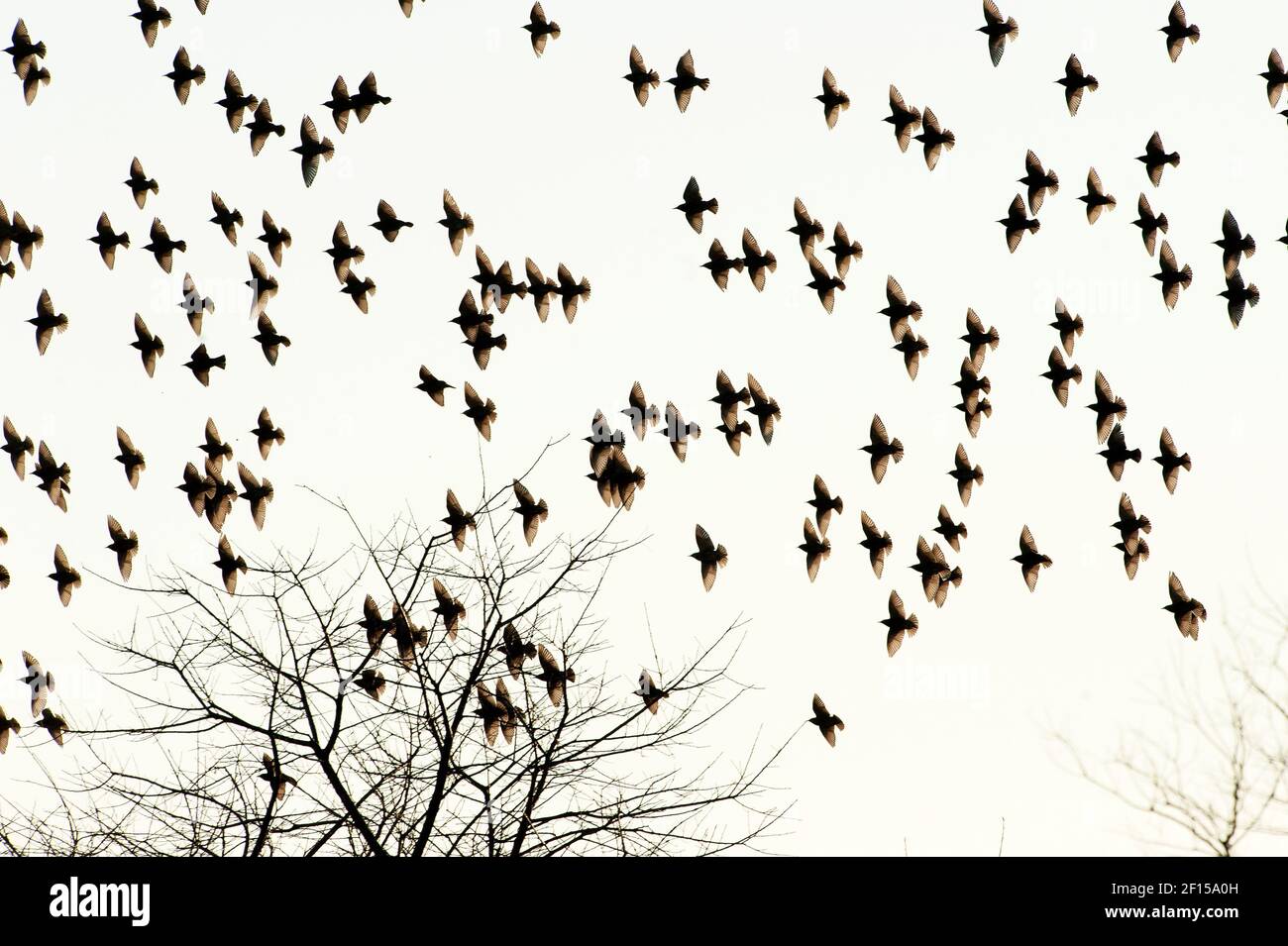 Starling invasive species hi-res stock photography and images - Alamy