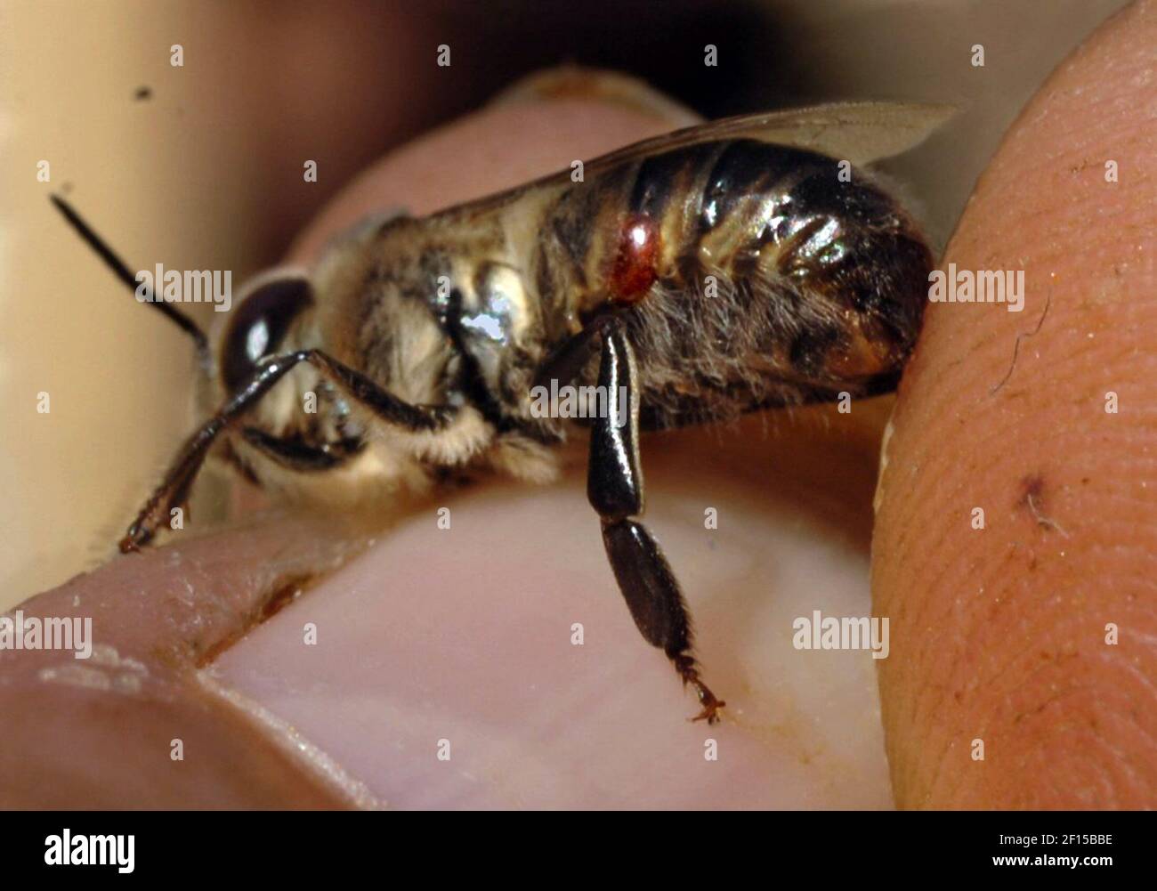 Sue Cobey holds a bee that has a bee mite latched on to it, Tuesday ...
