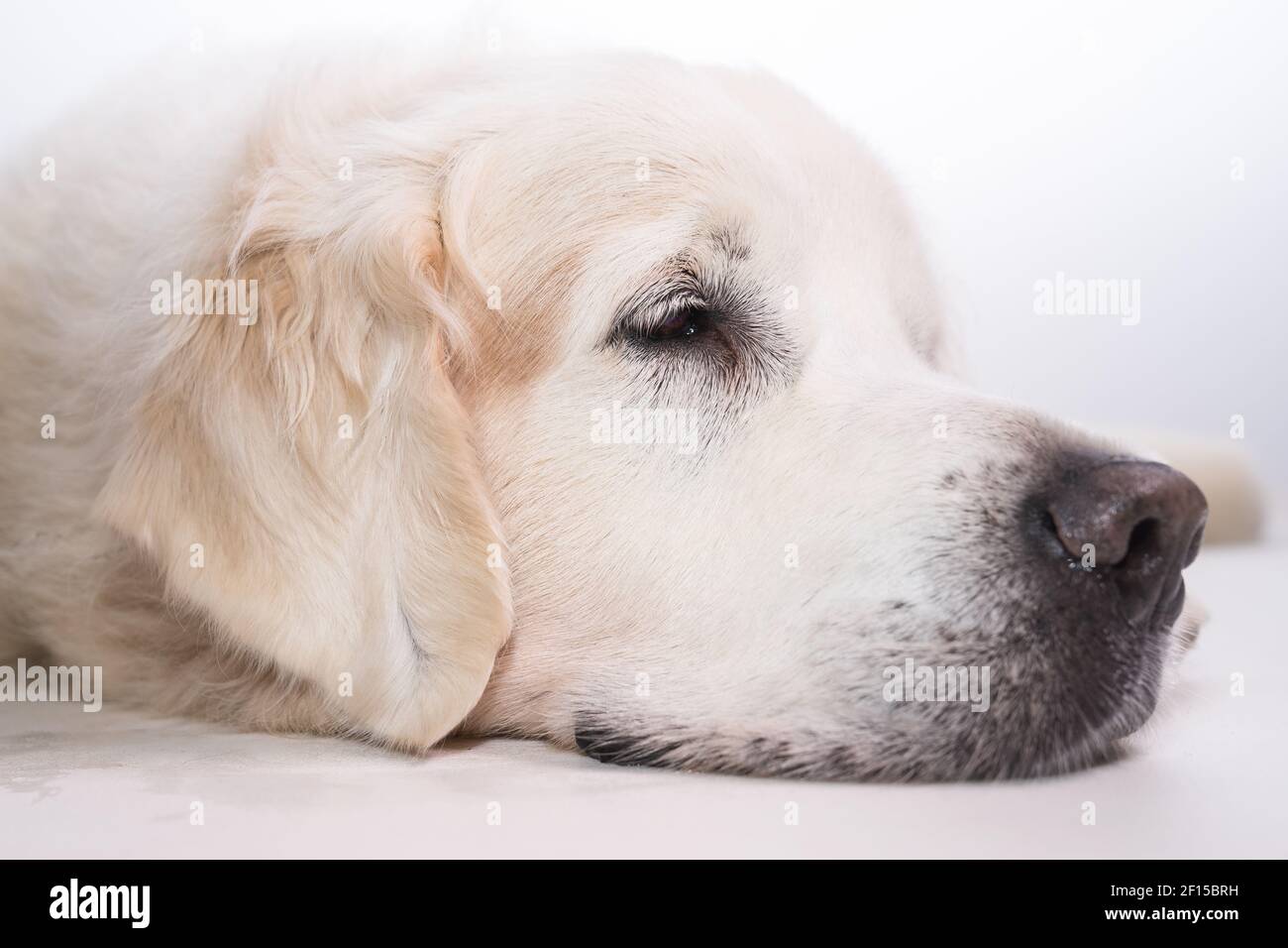 Ashwin portrait hi-res stock photography and images - Alamy