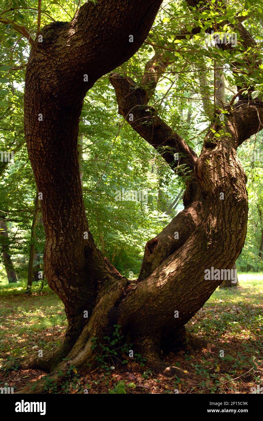 A weeping cherry tree can be seen on the grounds of Welkinweir, the 162 ...