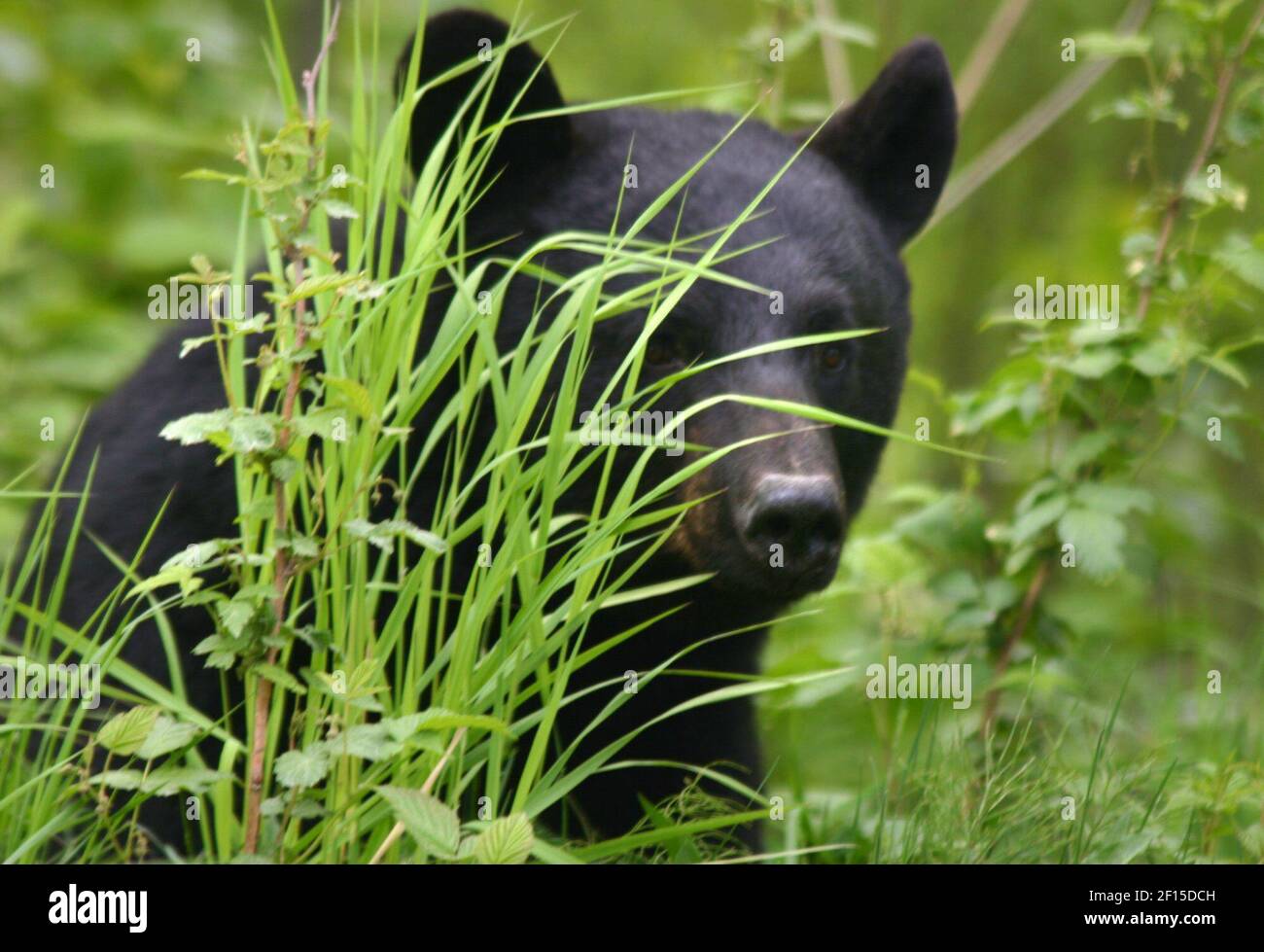A black bear dines on roadside dandelions in Alaska. (Photo by Tom ...