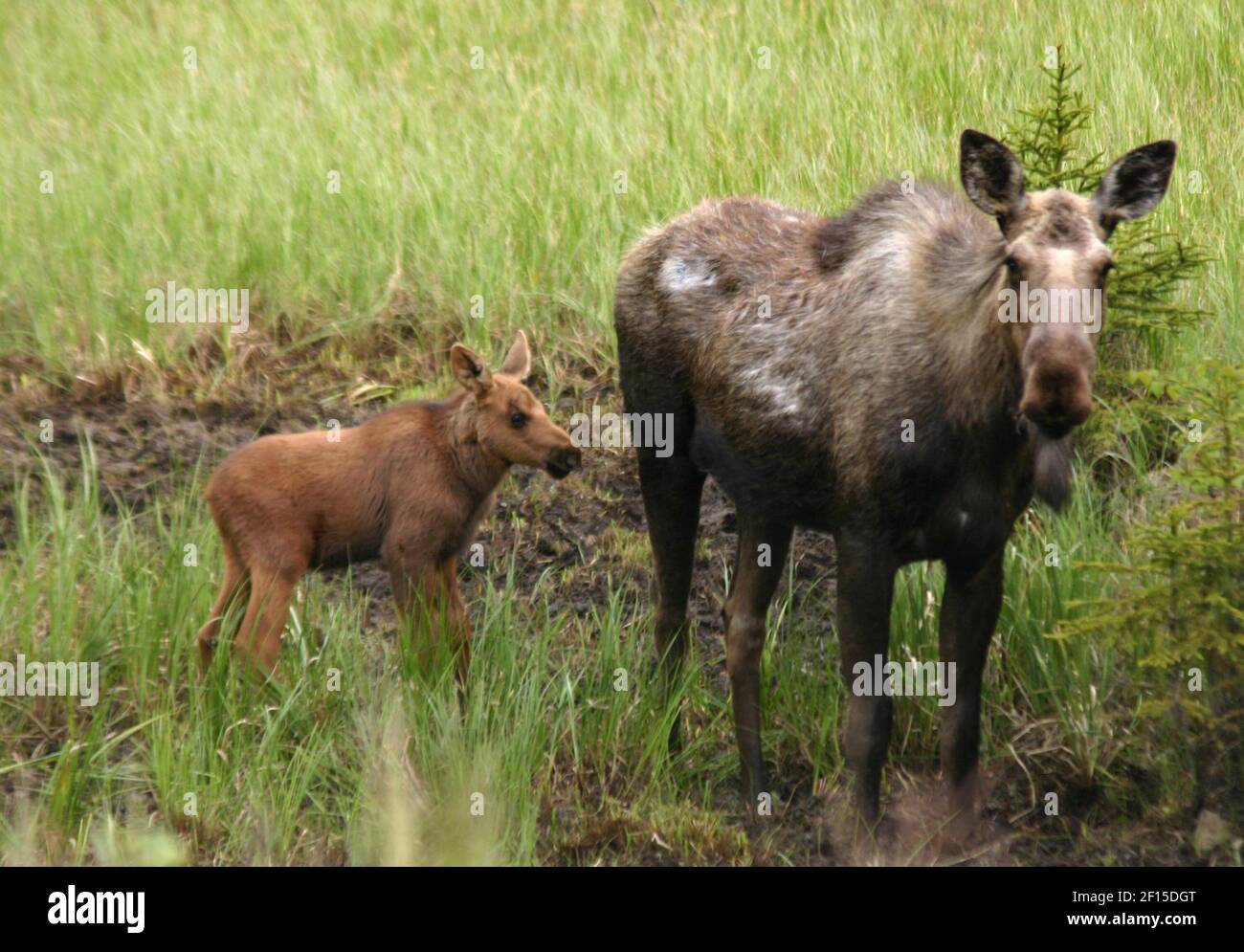 Guides will tell you an angry mother moose can be more fearsome than a ...