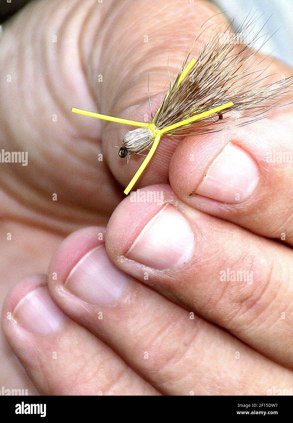 A hexagenia limbata emerger fly pattern is shown.(Sam Cook/Duluth News ...