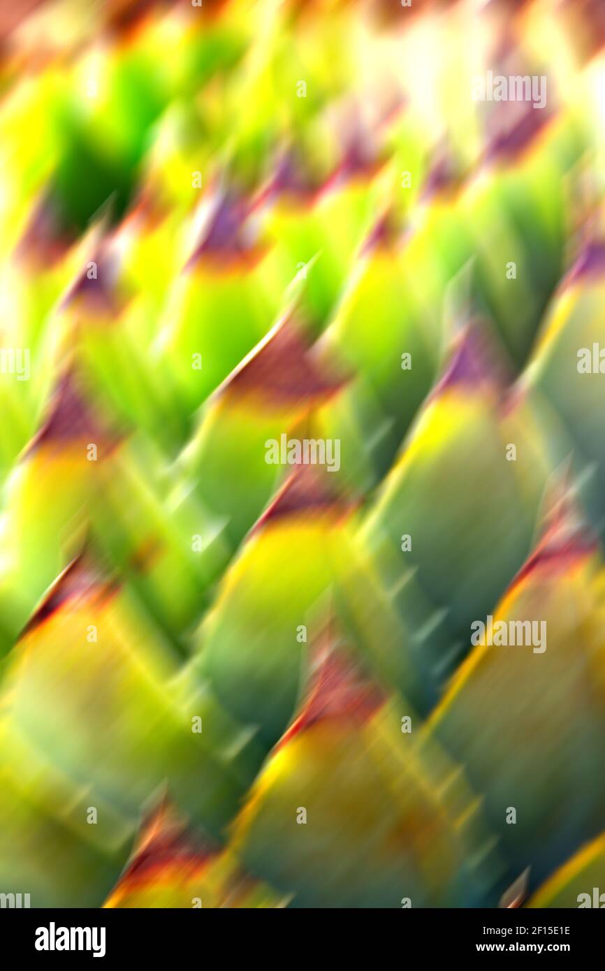 Abstract leaf of cactus plant and light Stock Photo - Alamy