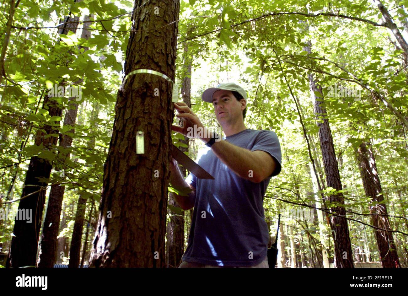 Looking at a spring-loaded metal band that expands when a tree grows ...