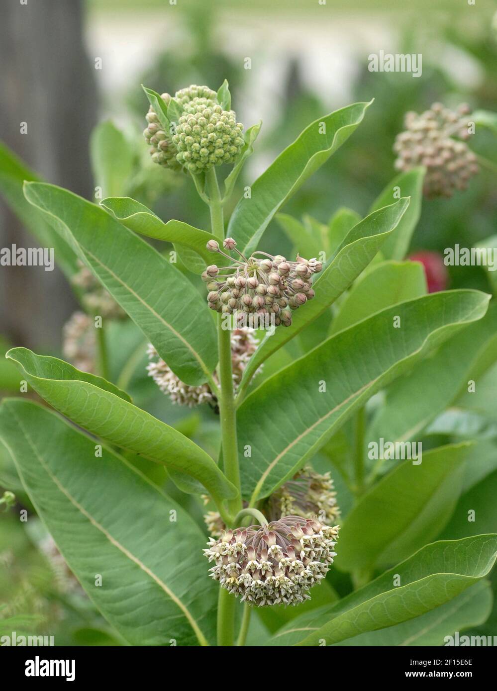 Common Milkweed, Asclepias Syriaca, is one of the important plants to ...