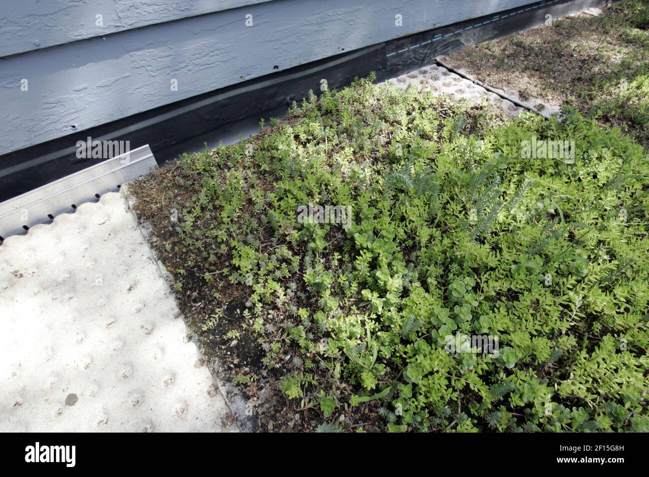 Ellie and Dick Dawson have installed a true "green roof'' on the ...