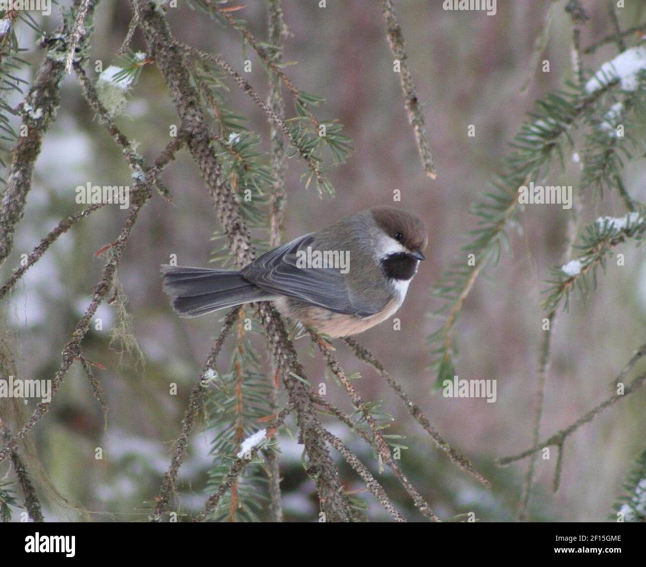 The Boreal Chickadee is one of 20 common North American birds with the ...