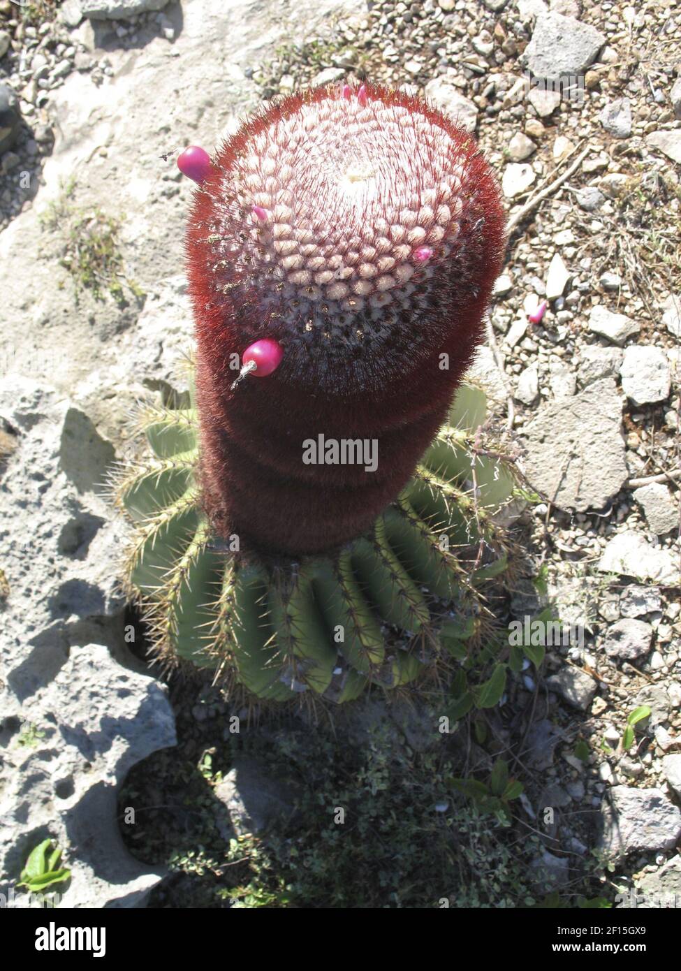 A henna-colored topknot sprouts from a melon cactus on Meseta Trail at ...