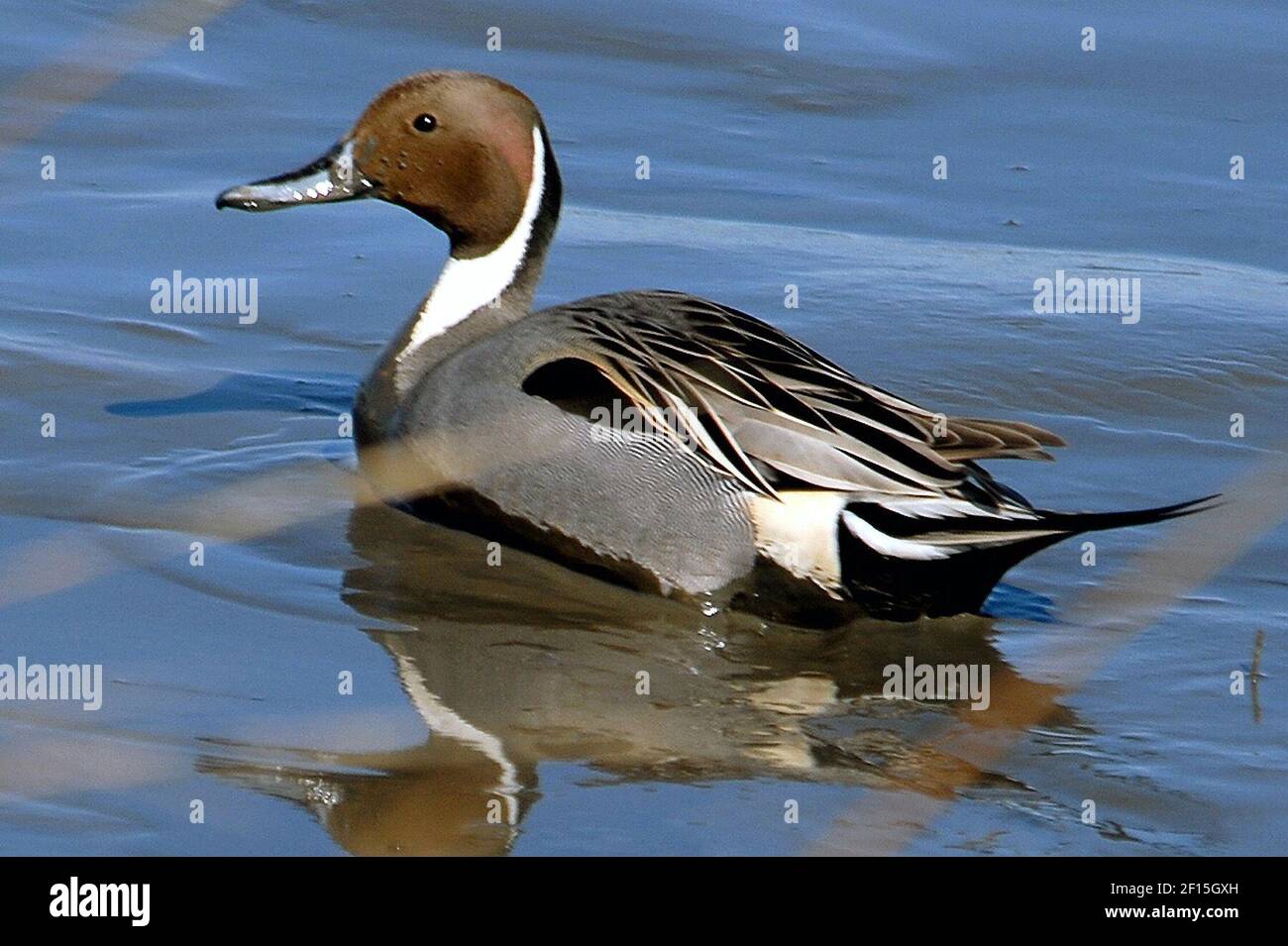 The Northern Pintail is one of 20 common North American birds with the ...