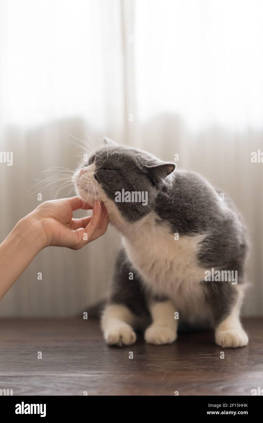 Scratching the chin of a British shorthair cat Stock Photo - Alamy