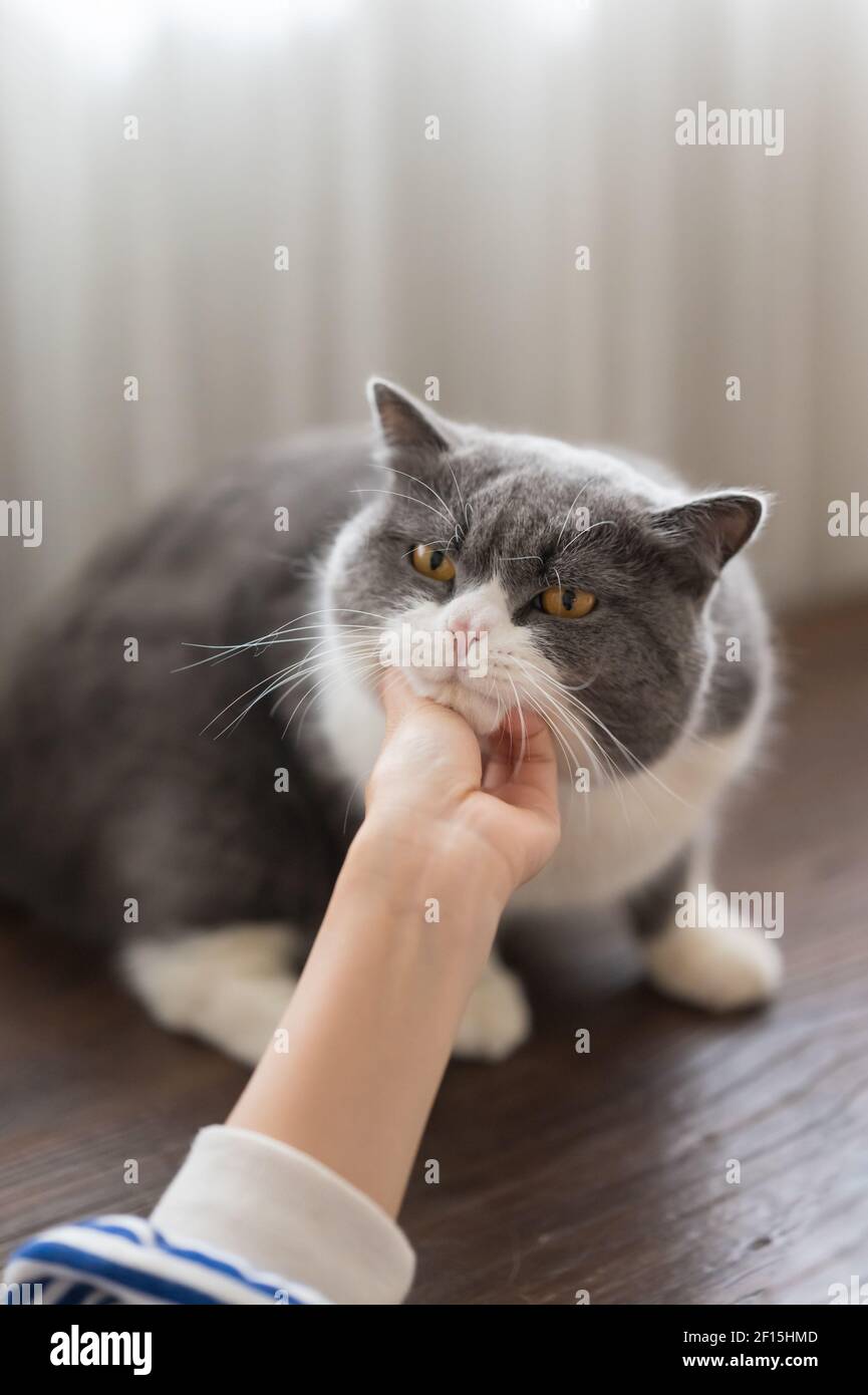 Scratching the chin of a British shorthair cat Stock Photo - Alamy