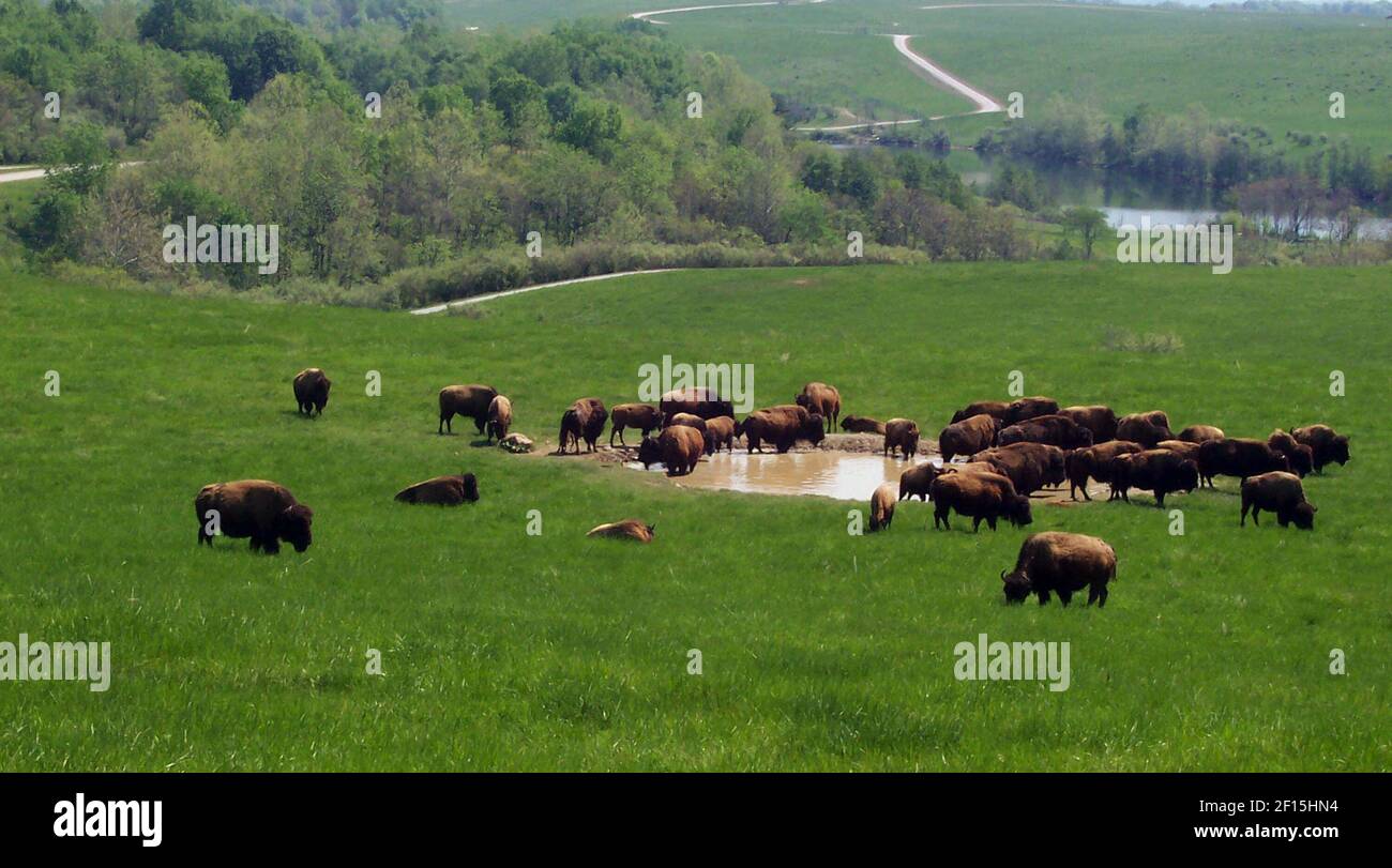 Bison enjoy a waterhole at The Wilds, a wild animal/conservation ...