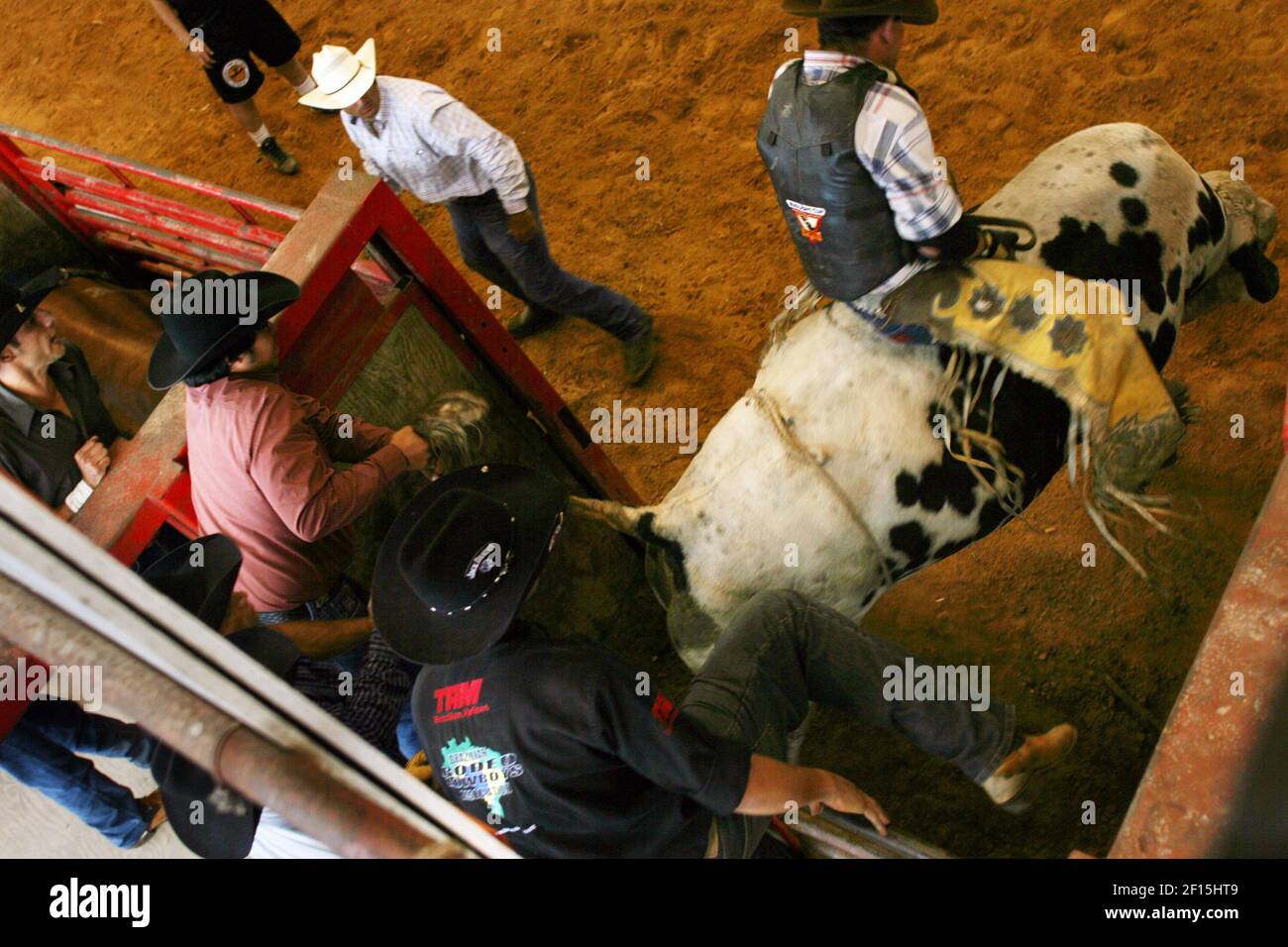 A bull-riding cowboy breaks out of the gate at the rodeo during the ...